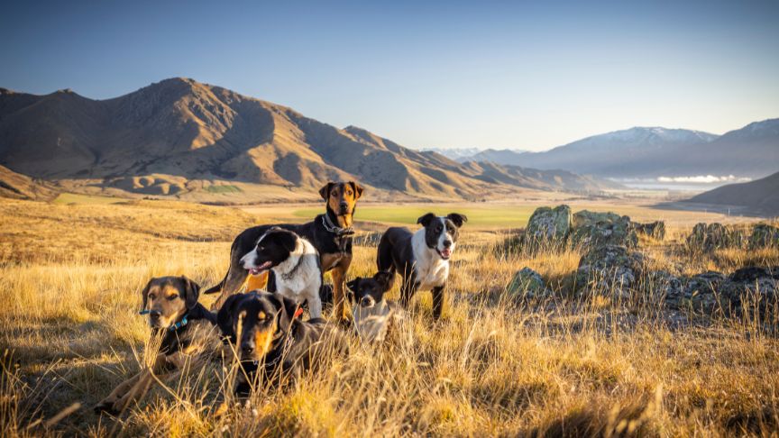 Farm dogs | FMG Insurance