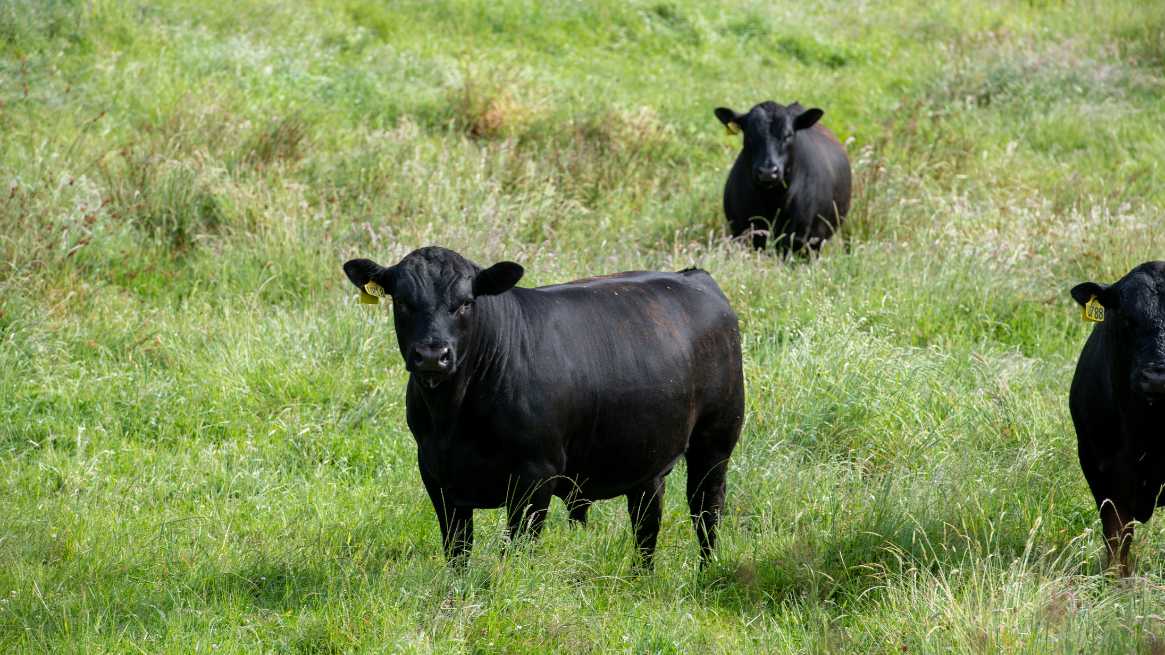 Stronger Support for Bull Buyers This Season | FMG Insurance