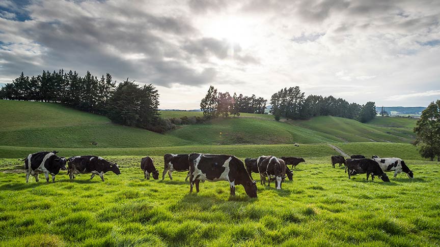 Make Good Calls this dairy season | FMG Insurance