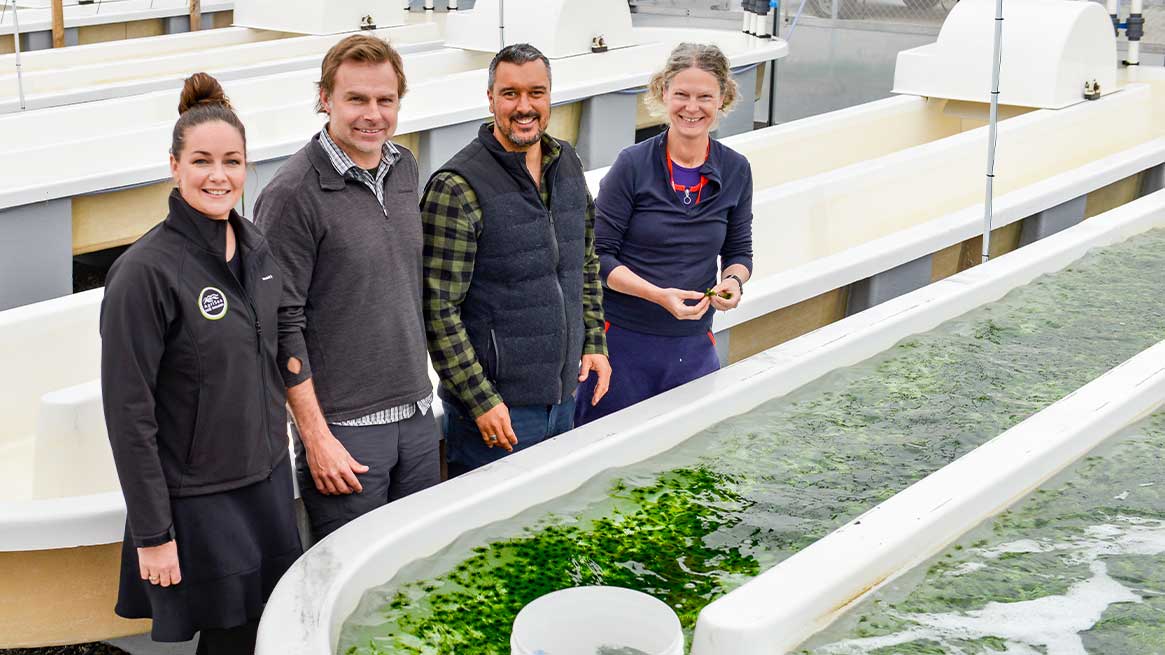 AgriSea seaweed pilot could hold key to cleaning up waterways
