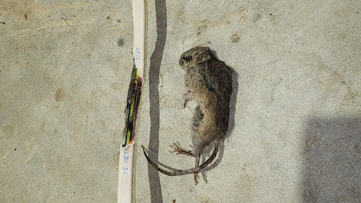 A near miss with a tiny intruder | FMG Insurance